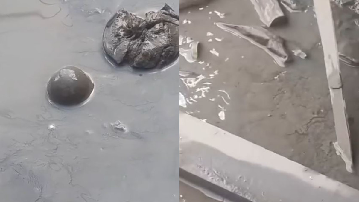 Gusanos Cola de Rata en Veracruz: ¿Qué son y cómo afectan tu salud?